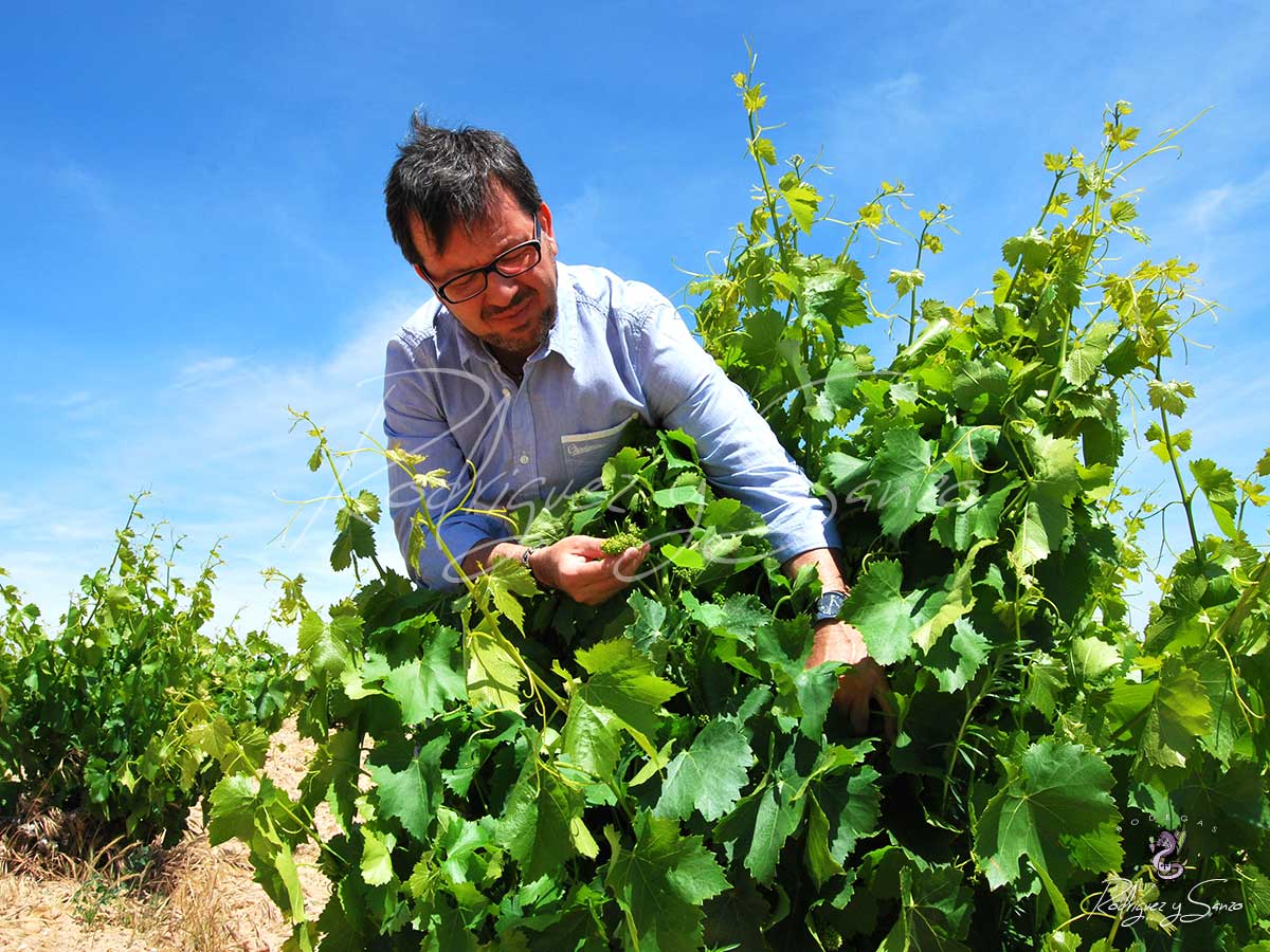 2021 Bajo Velo trocken | Rodriguez & Sanzo